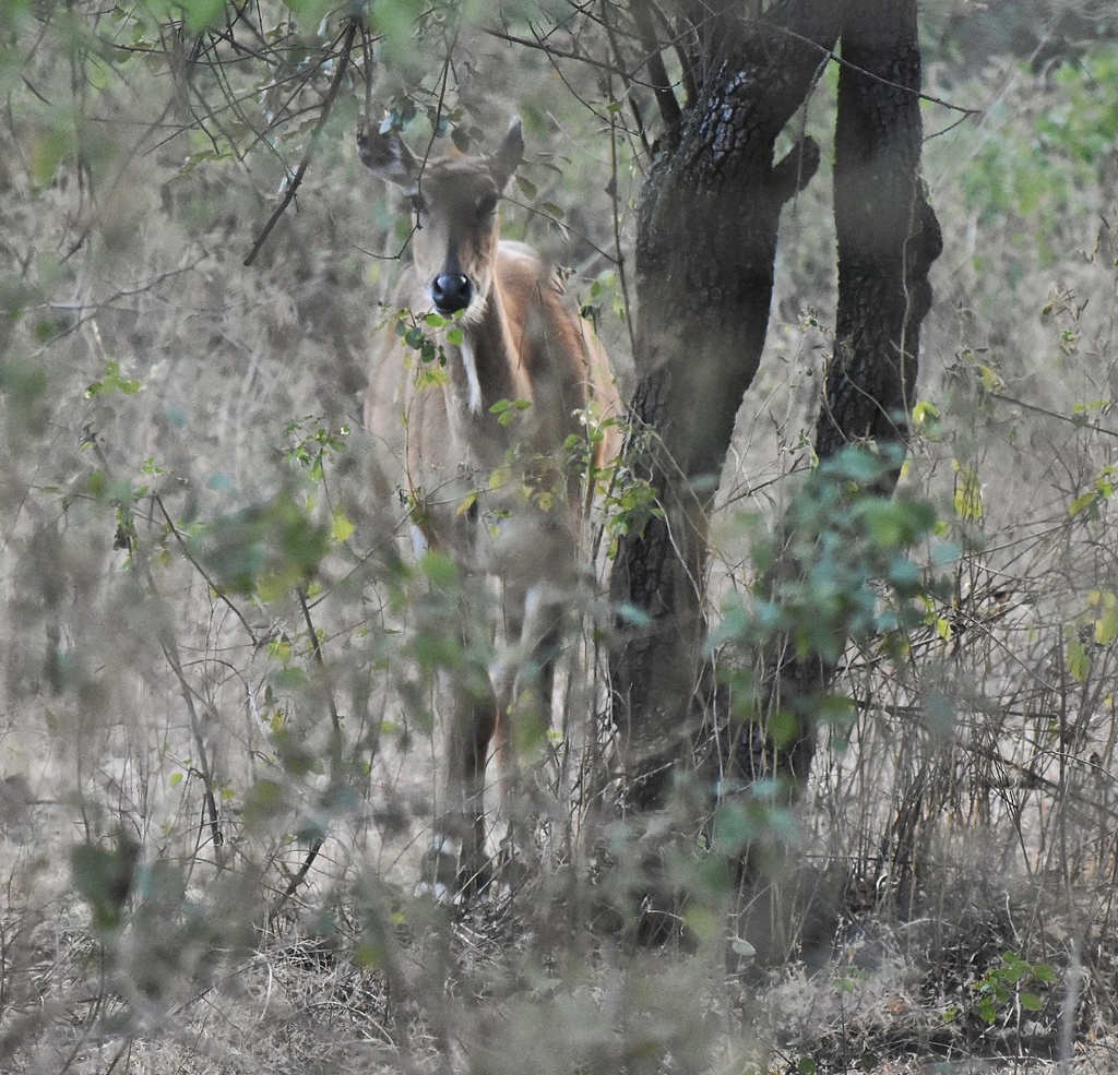 Nilgai from Gir Wildlife Sanctuary and National Park on December 17 ...