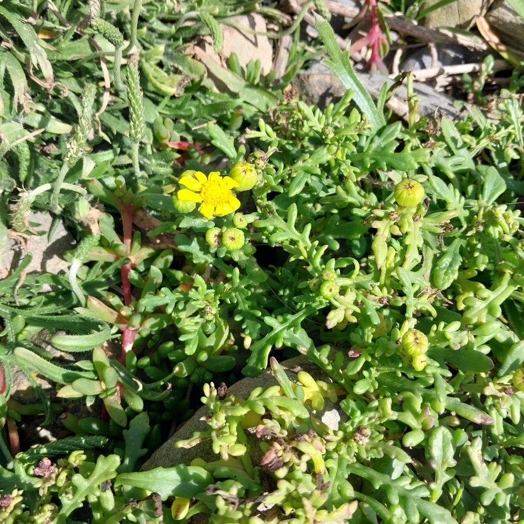 Shore Groundsel from Mākara Beach, Wellington 6972, New Zealand on ...