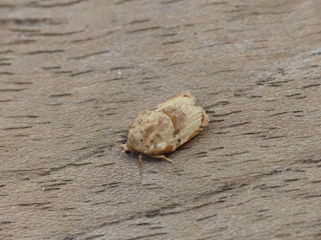 Homona coffearia from Chiang Dao, Chiang Dao District, Chiang Mai 50170 ...