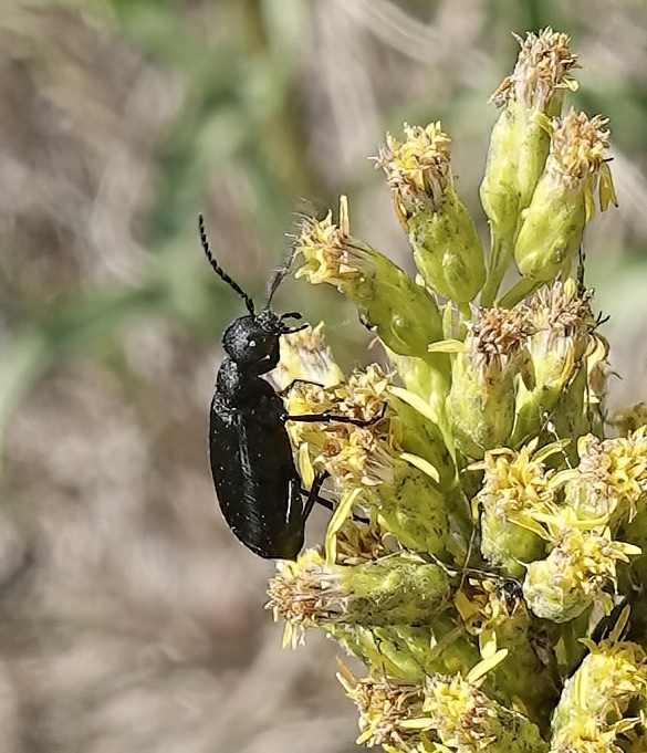 Burning Blister Beetles in September 2025 by Colin Croft · iNaturalist
