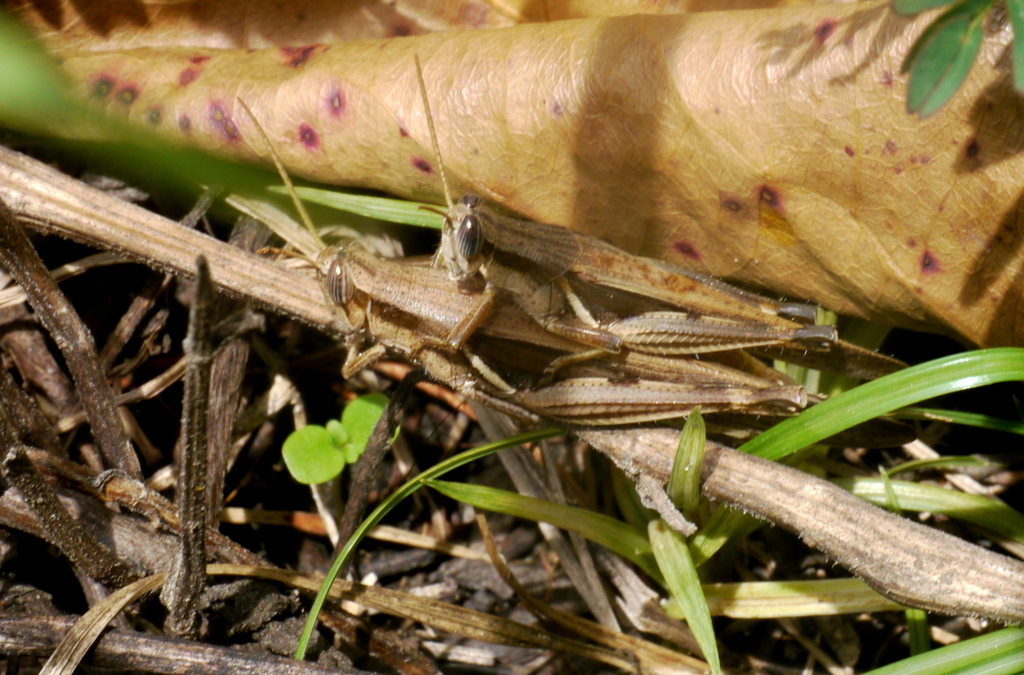 Sharptails from Bolaang Mongondow Utara, Noord-Celebes, Indonesië on ...