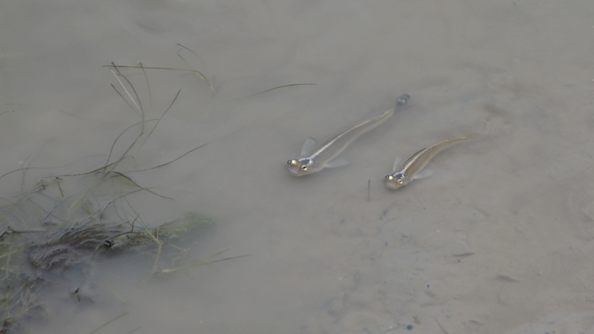 Anableps anableps (Linnaeus, 1758)