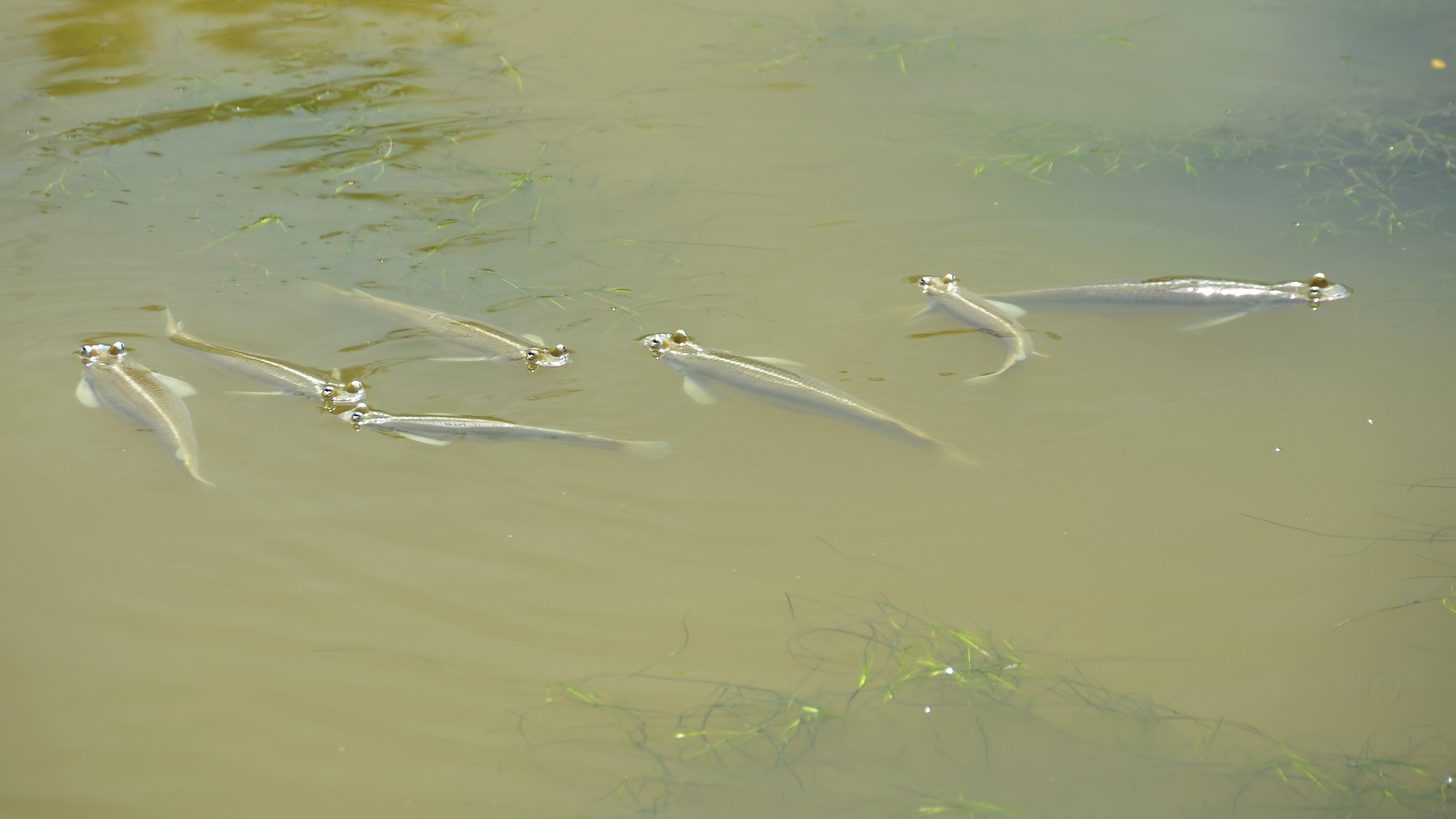 Anableps anableps (Linnaeus, 1758)