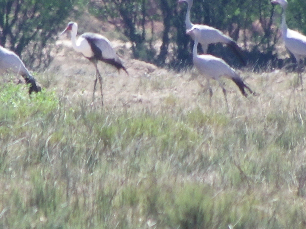 Wattled Crane from Maletswai, 9750, South Africa on October 23, 2025 at ...