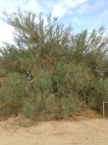 Subspecies Cercidium floridum floridum · iNaturalist