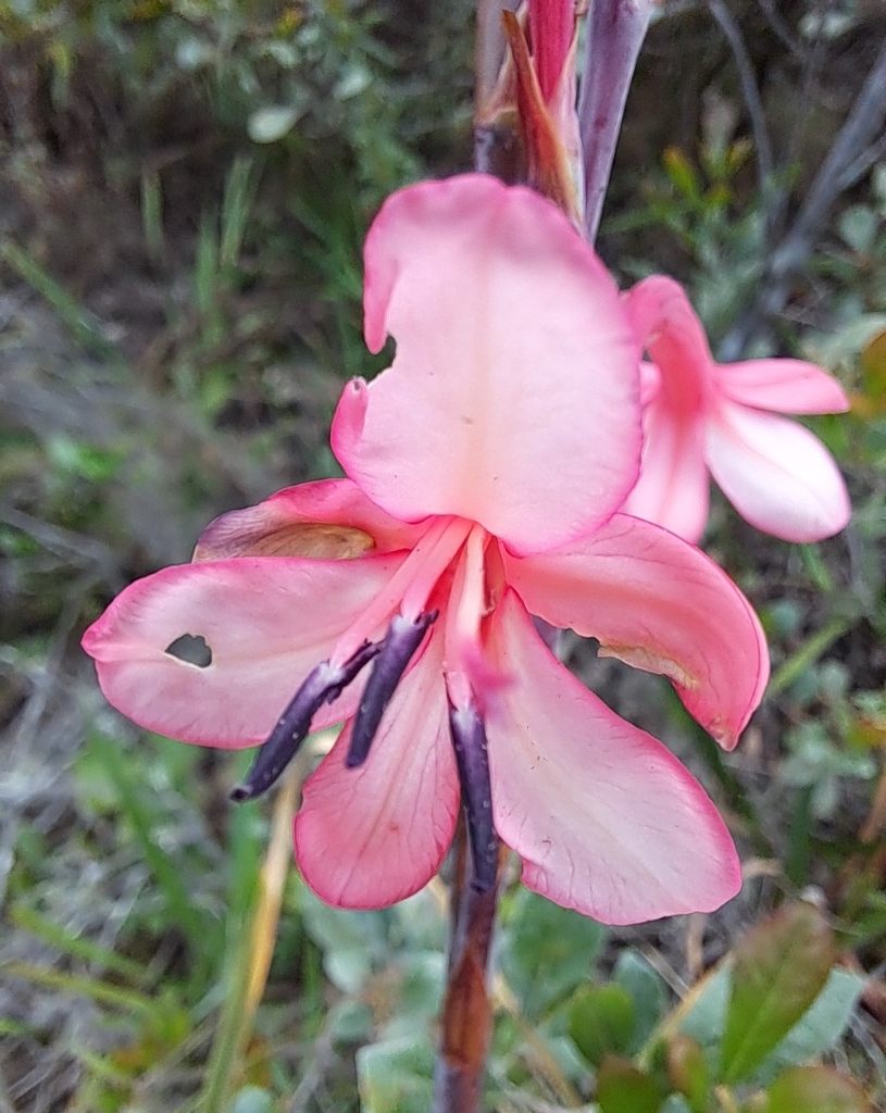 Forked Watsonia from Redford House, Bitou Local Municipality, South ...