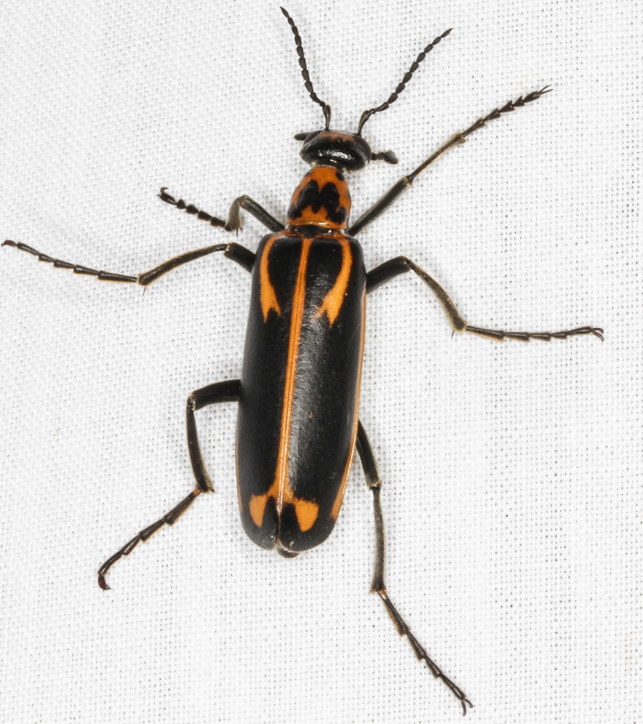 Yellow-crescent Blister Beetle (Meloid Beetles of the United States ...