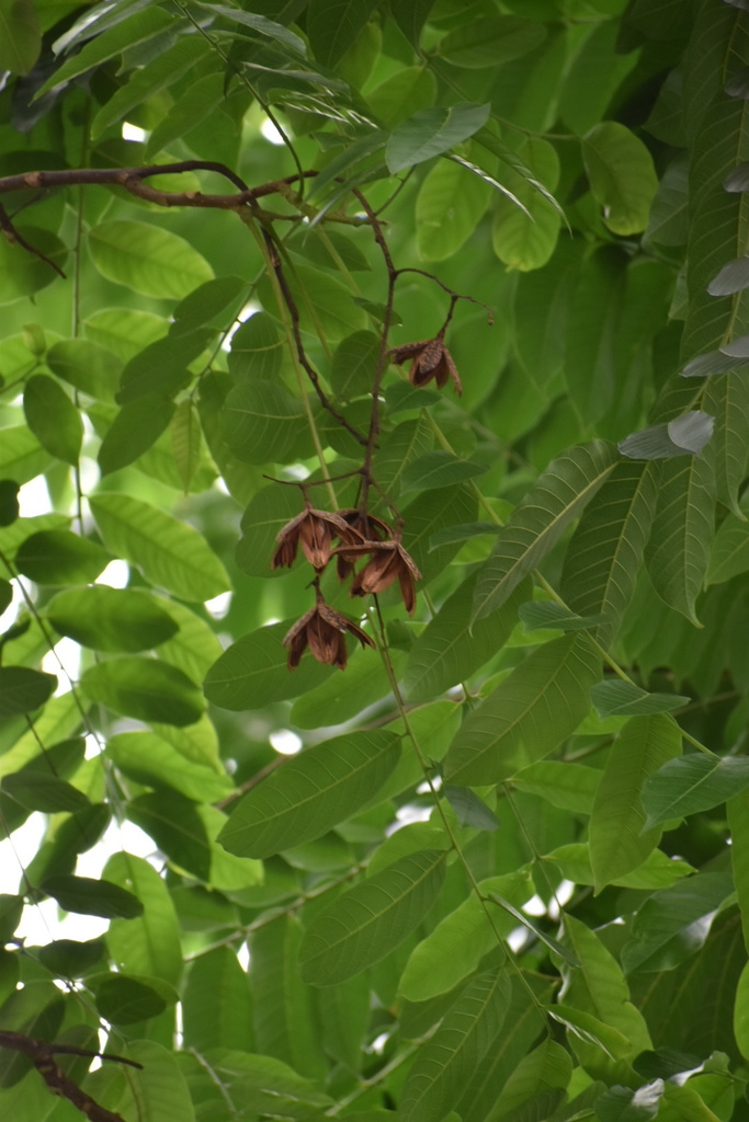West Indies Cedrela in December 2019 by Juan Manuel de Roux. Cedro ...