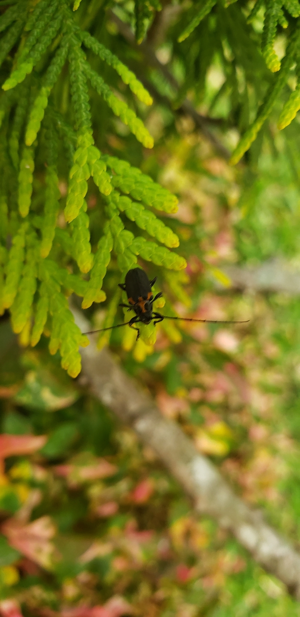 Alcidion humeralis Di Iorio, 1996