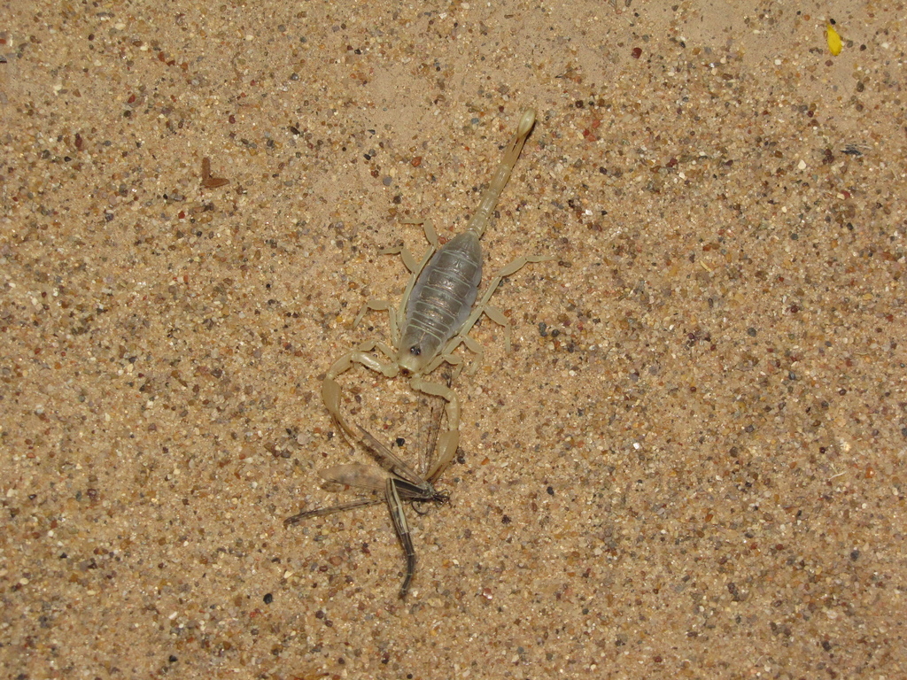 Dune Scorpion from California, United States on March 29, 2013 at 11:17 ...