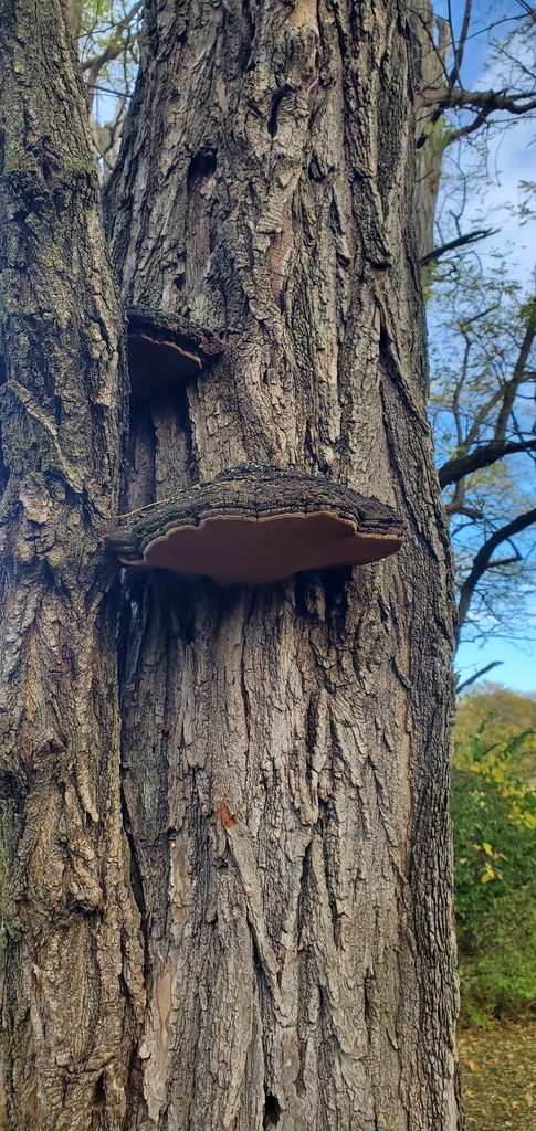 Cracked Cap Polypore from Muncie, IN, USA on October 29, 2025 at 11:27 ...