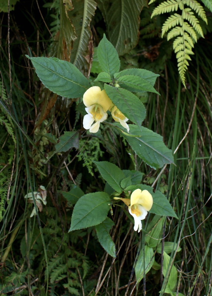 (Impatiens tricornis) - Botanical Realm