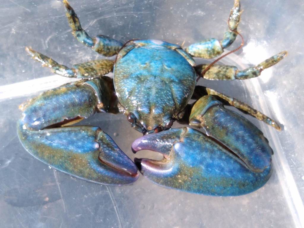 New Zealand Half Crab from New Plymouth, Taranaki, New Zealand on ...