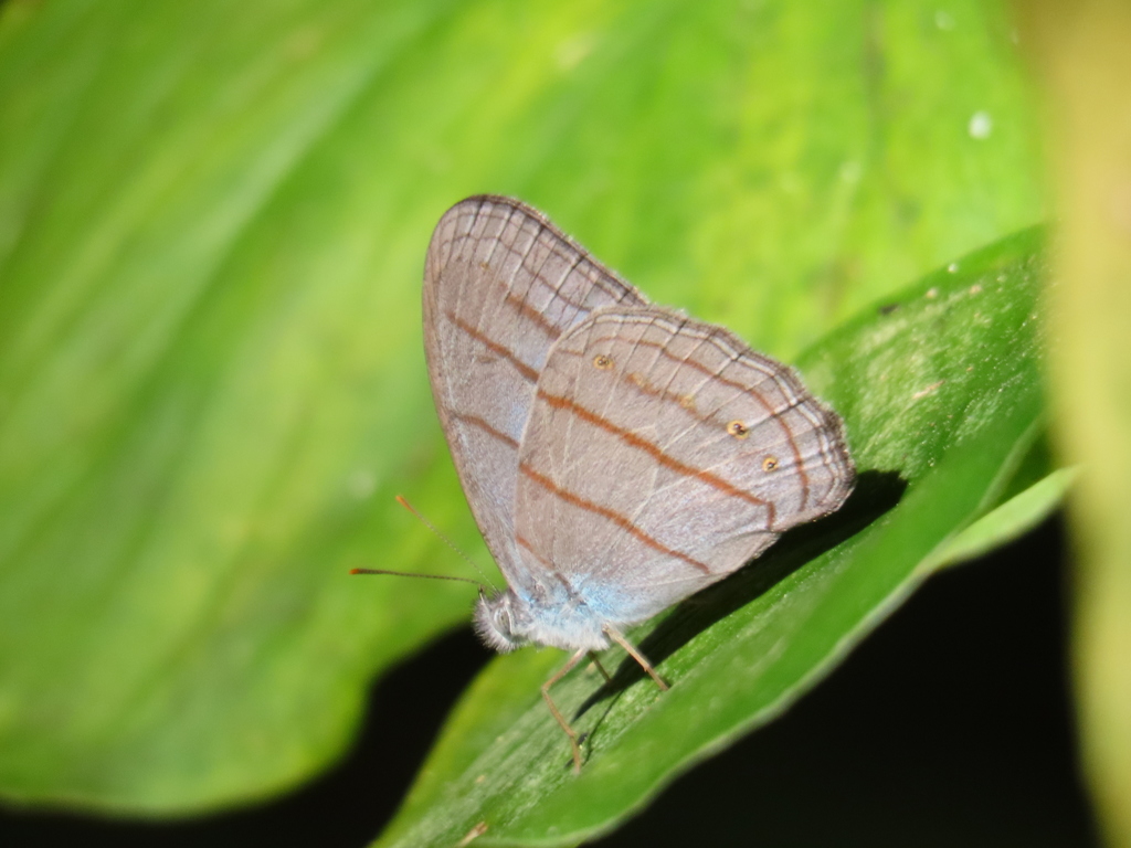 Dirty-blue Satyr from Villa Corzo, Chis., México on December 10, 2019 ...