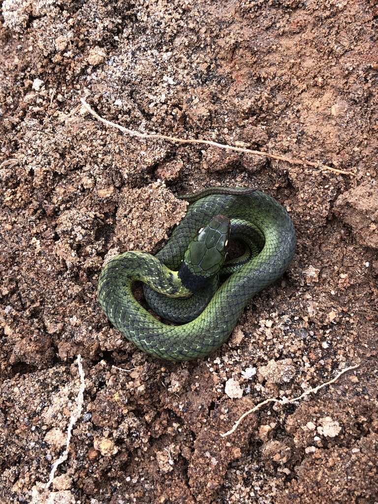 Fire-bellied Snake (Erythrolamprus epinephalus) - Snakes and Lizards