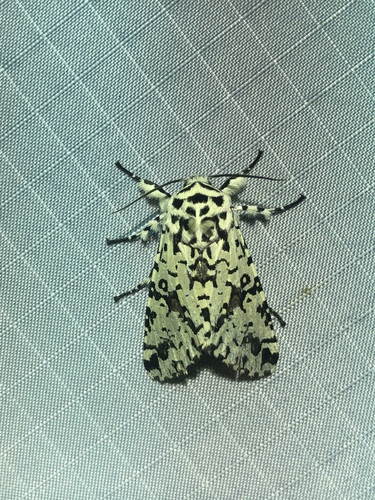 Lichnoptera moesta · iNaturalist