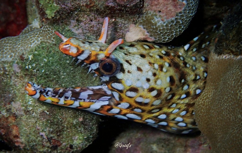 Dragon Moray (Enchelycore pardalis) - Marine Life Identification