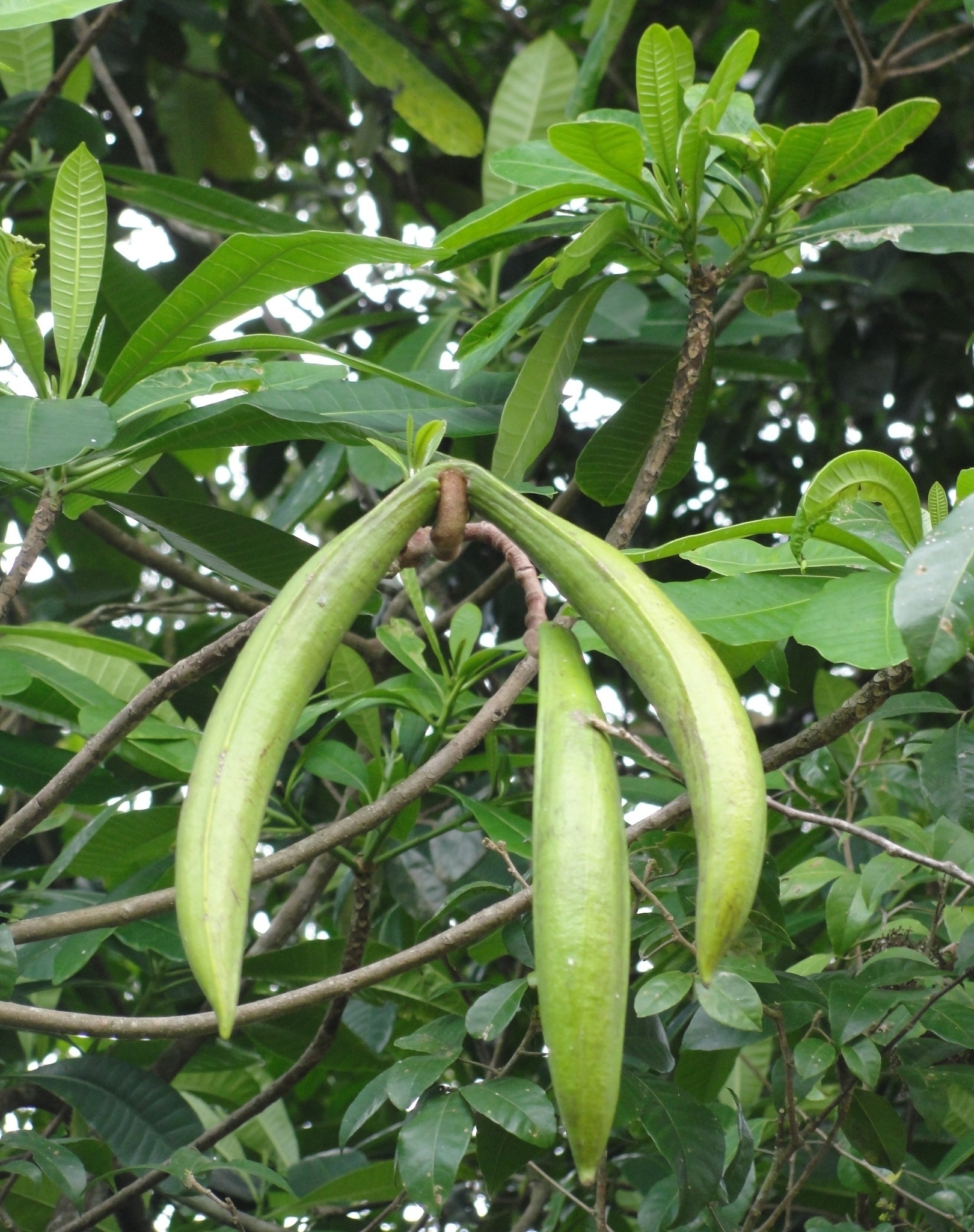 Himatanthus bracteatus (A.DC.) Woodson
