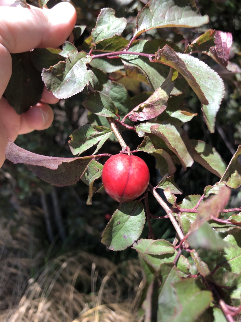 Plum from Ryton Station Coleridge, Lake Coleridge, Canterbury, NZ on ...