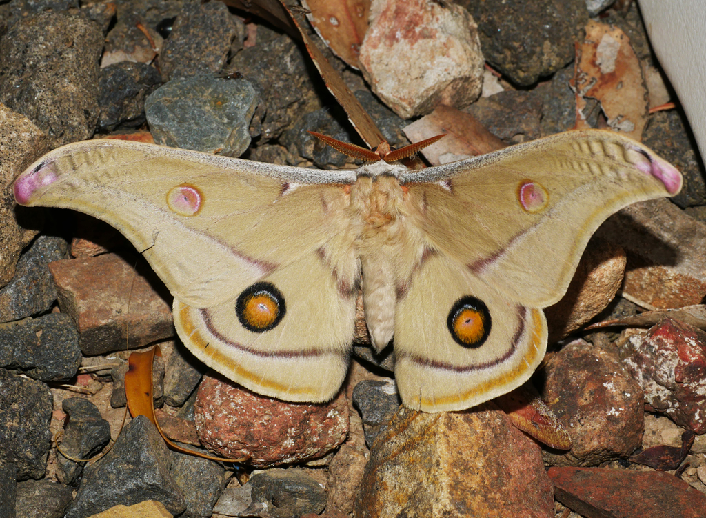 Emperor Gum Moth (Butterflies and Moths of Casey, VIC, AU) · iNaturalist