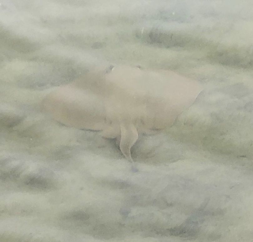 Common Stingaree from Nadgee Nature Reserve, Wonboyn, NSW, AU on ...