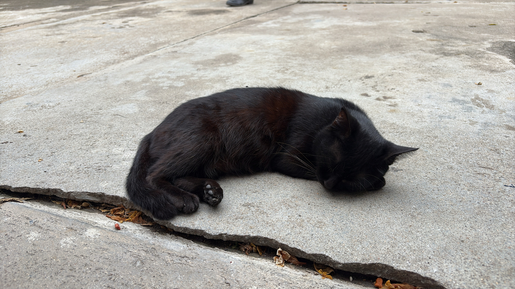 Domestic Cat from Mueang Lopburi District, Lop Buri, TH on October 30 ...