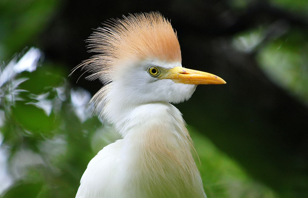 Cattle Egret from Dallas, TX, USA on June 2, 2016 at 10:01 AM by Kala ...
