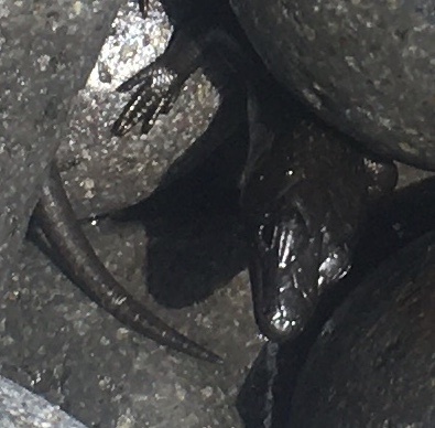 Shore Skink in December 2019 by corokid. Small Black possibly greyish ...