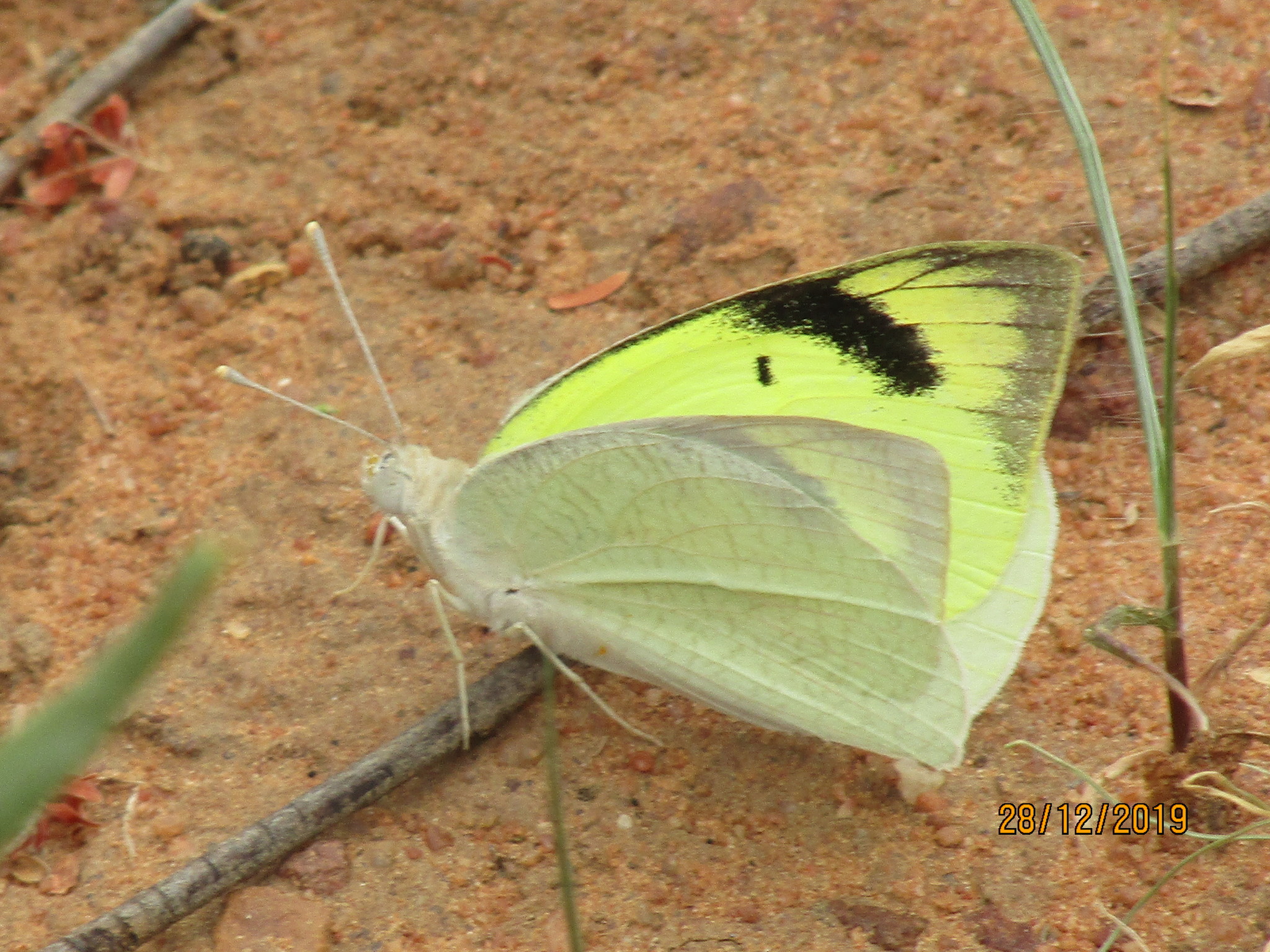 Teracolus subfasciatus Swainson, 1833