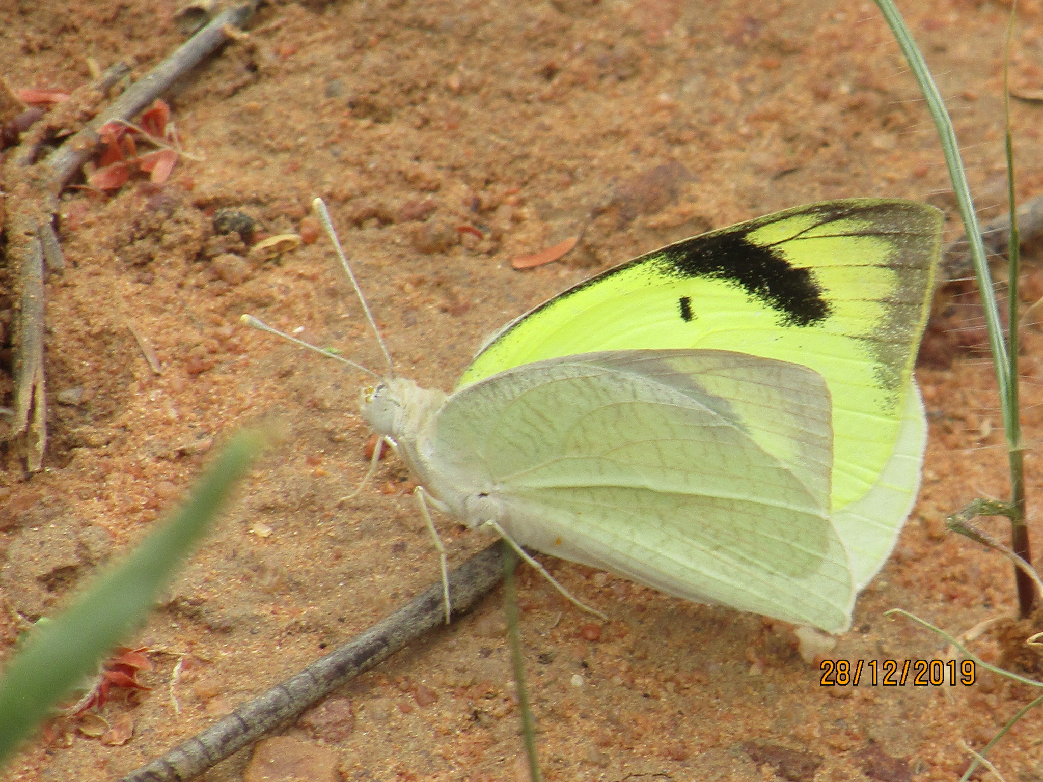 Teracolus subfasciatus Swainson, 1833