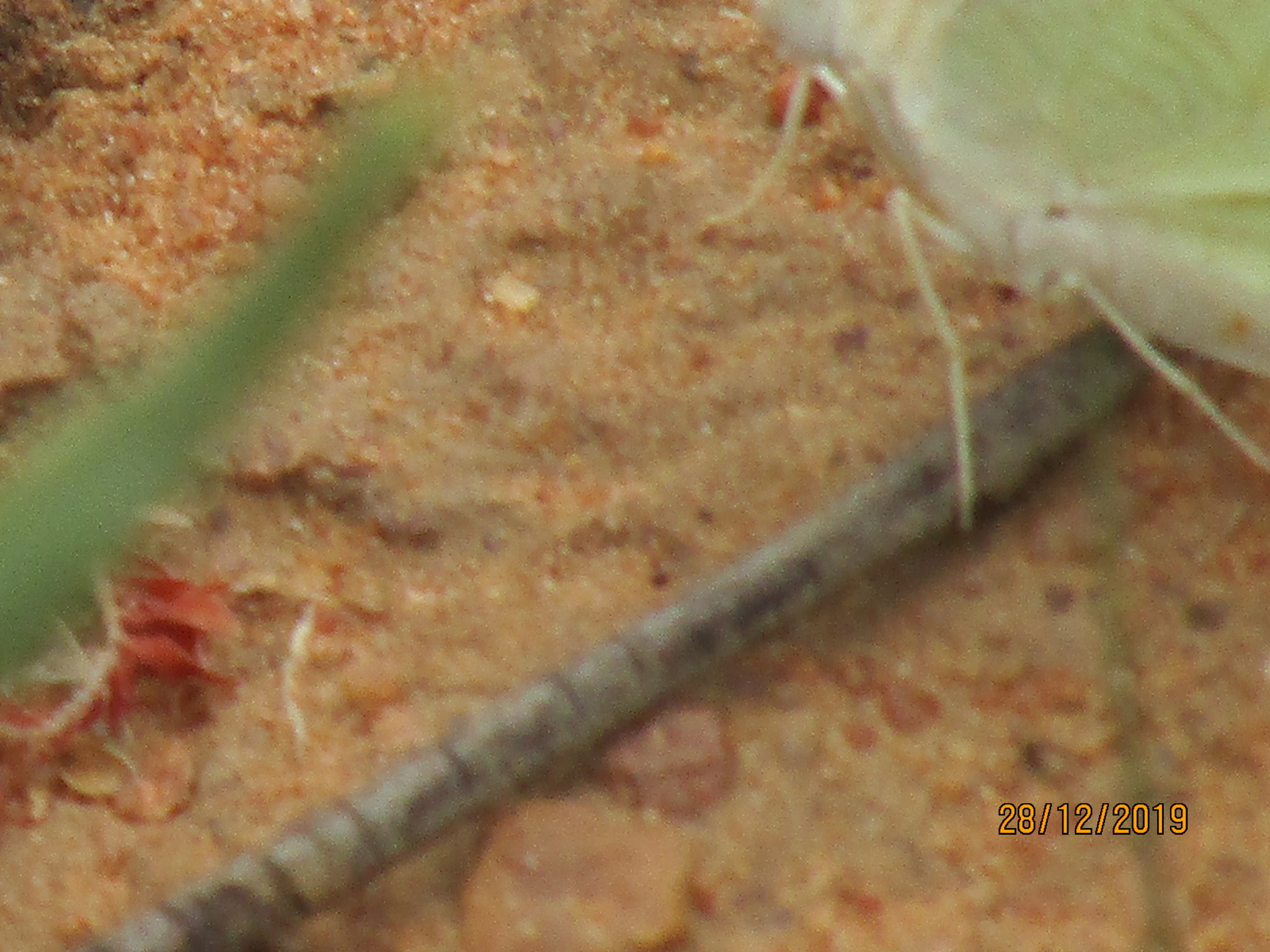 Teracolus subfasciatus Swainson, 1833