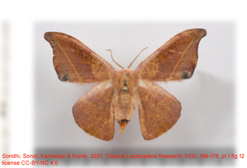 Oreta suffusa · iNaturalist