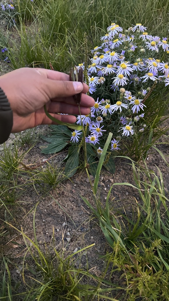 Aster hispidus from Сэргэлэн, Төв, Монголия on September 4, 2025 at 06: ...