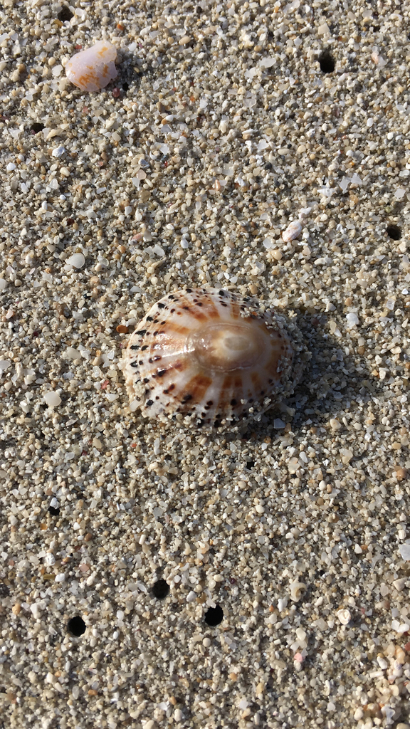 Patella rustica (Intertidal species of NE Atlantic) · iNaturalist