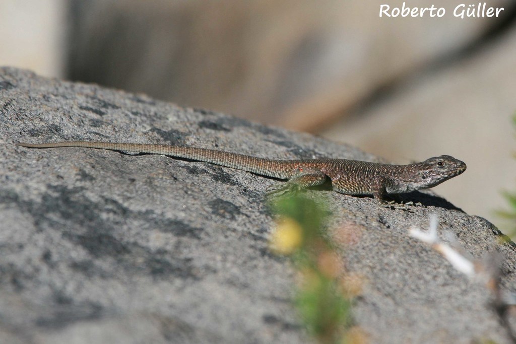 Blue Tree Iguana (Liolaemus coeruleus) - Snakes and Lizards