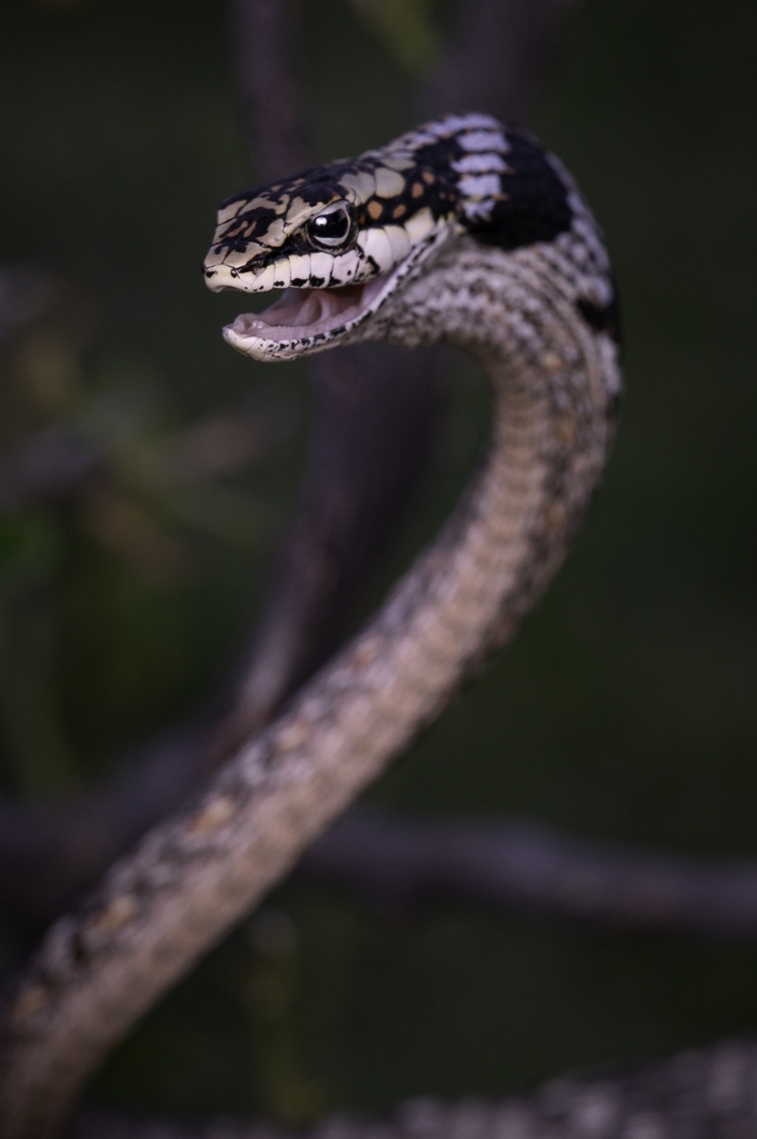 Colubrine Snakes (Colubrinae) - Snakes and Lizards