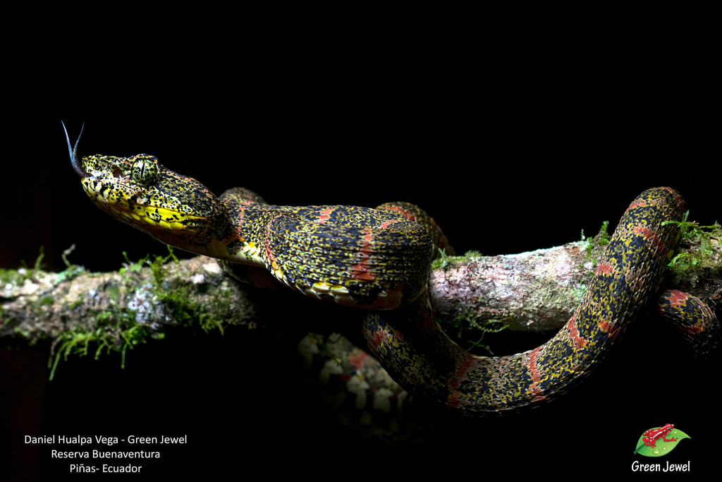 Eyelash Viper from Piñas, Ecuador on August 26, 2019 at 12:01 PM by ...
