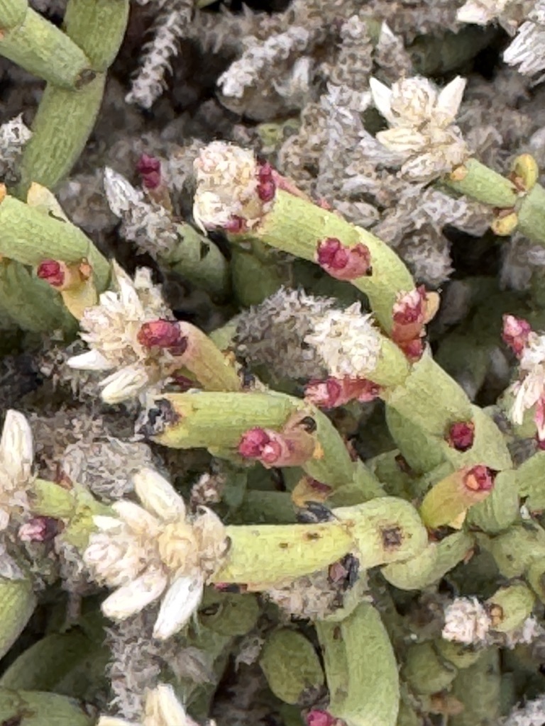 Pencil bush from Erongo Region, Namibia on October 1, 2025 at 09:06 AM ...
