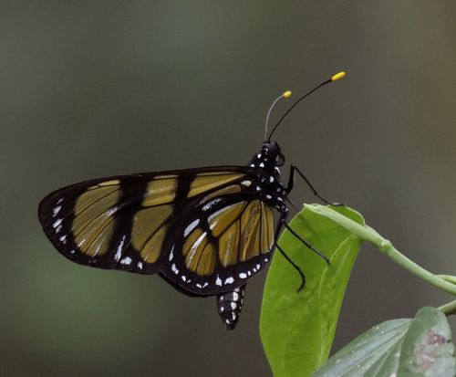 Subspecies Thyridia psidii pallida · iNaturalist