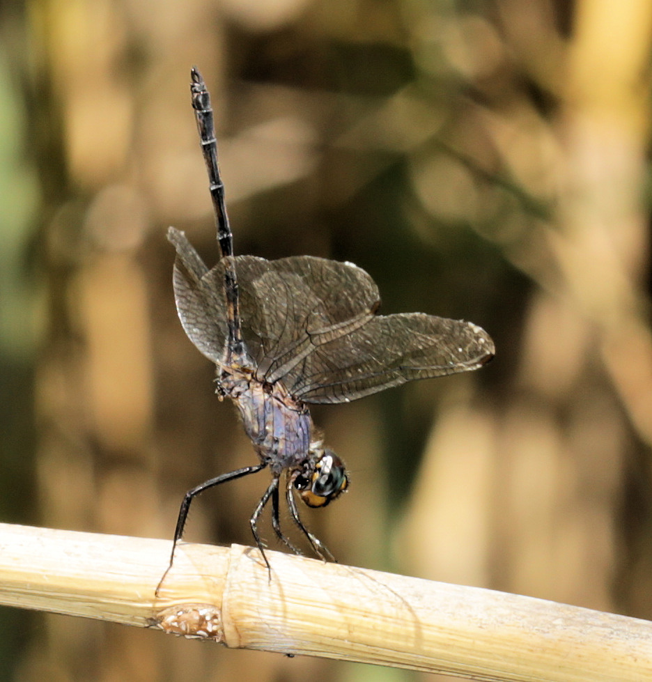 Halfshade Dropwing (Dragonflies and damselflies of Namibia and Botswana ...