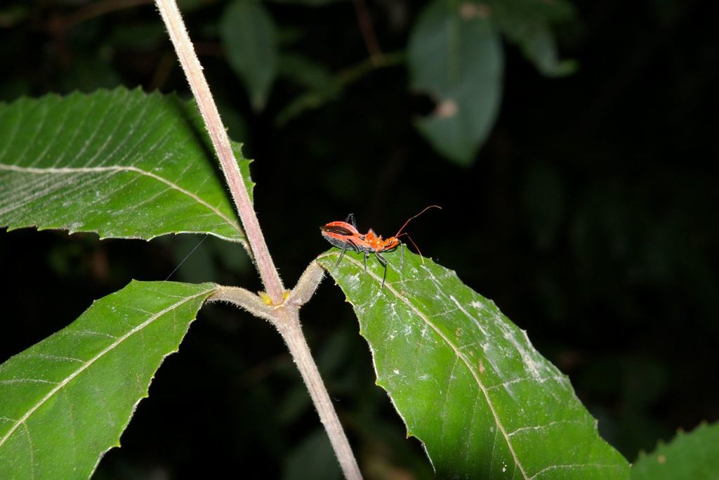 Gminatus wallengreni from Blue Mountains National Park NSW 2787 ...
