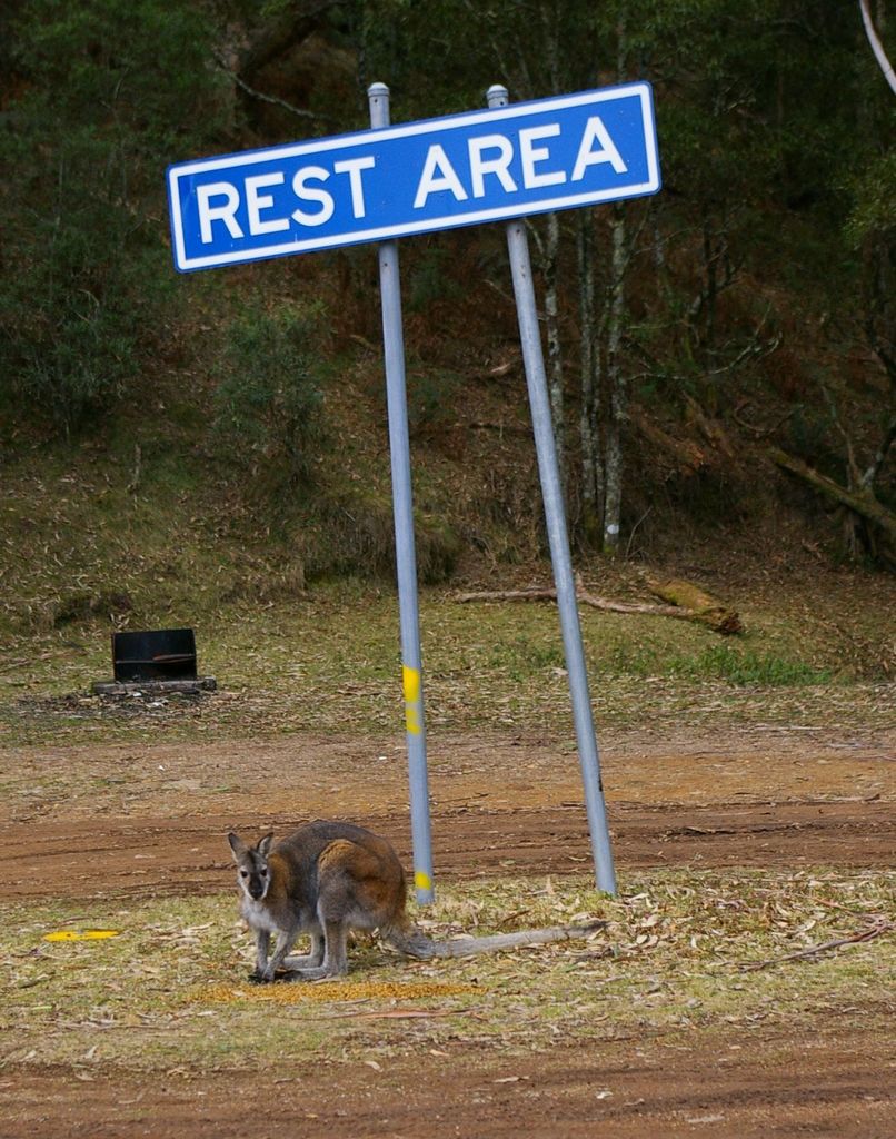 Red-necked Wallaby from Jenolan NSW 2790, Australia on August 23, 2006 ...