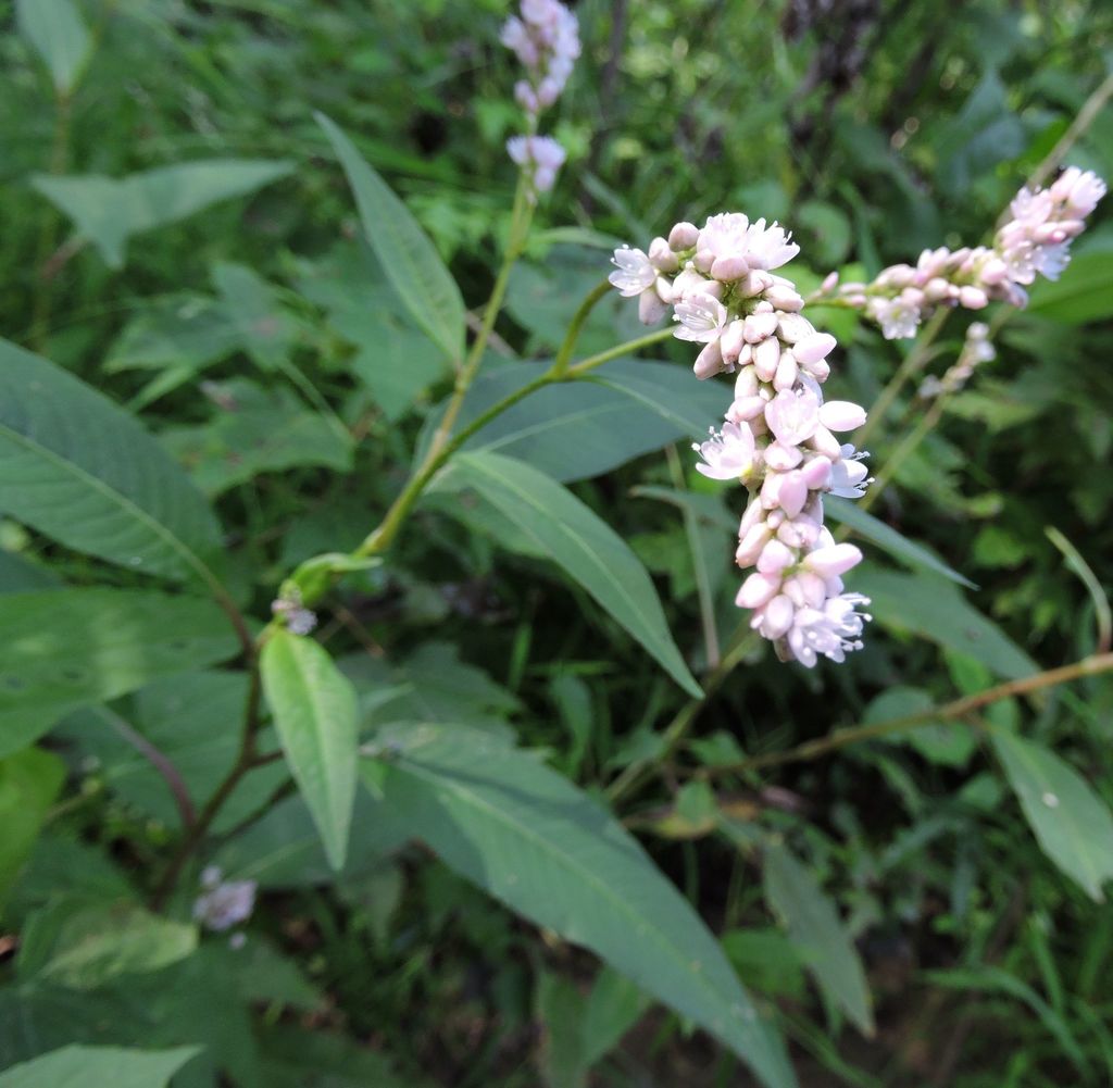 pale smartweed (Denver-Boulder Metro Area: Yellow, White and Green ...