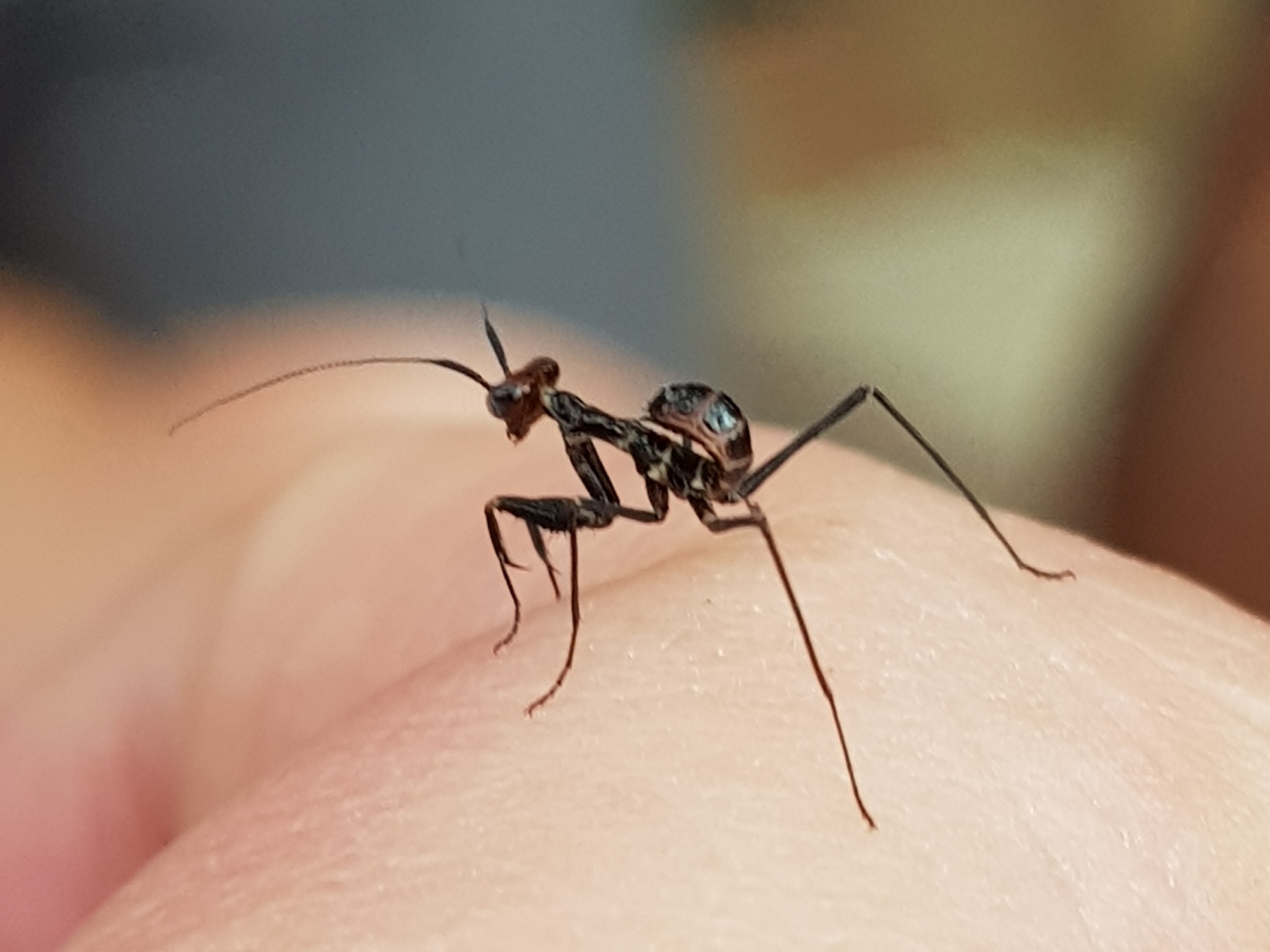 What species is this found in South Africa i have hundreds of them : r ...