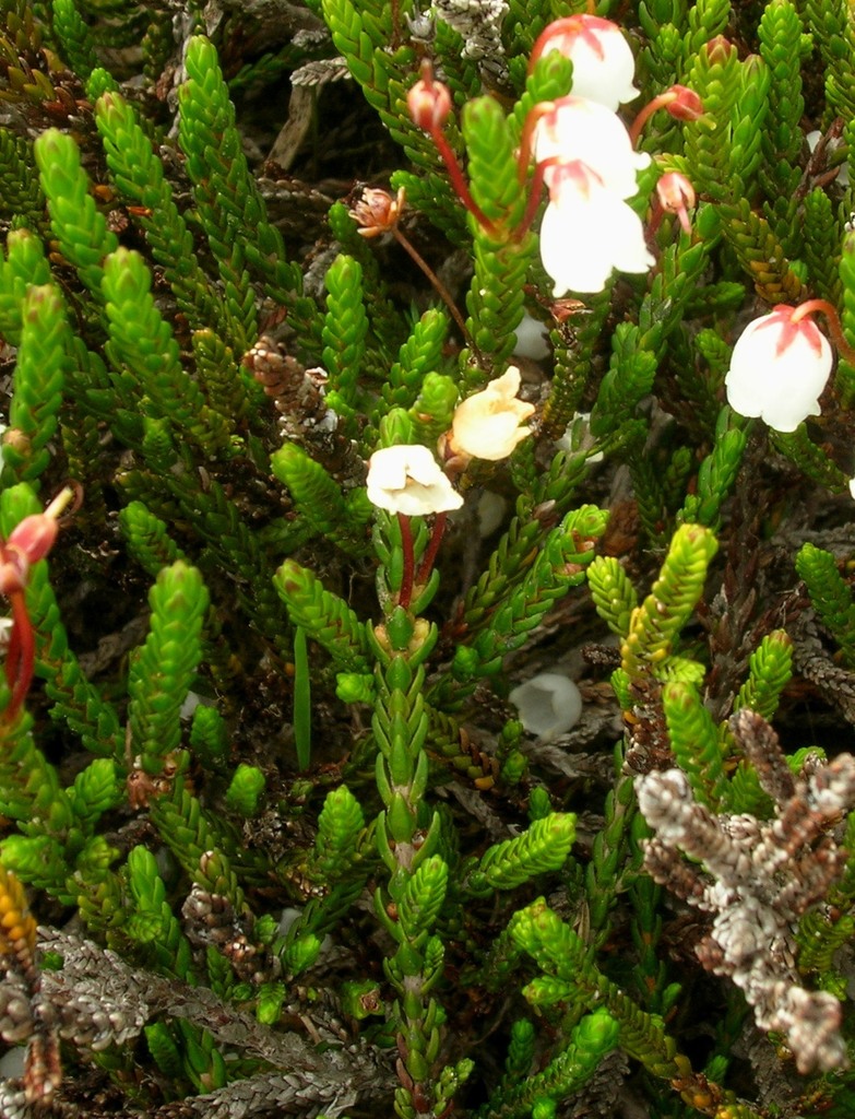 Western Moss Heather (Yukon Species of Conservation Concern Guide ...
