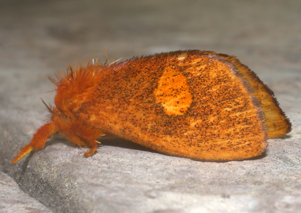 Euproctis acmaea from Palopo, Wara, Palopo, Zuid-Celebes, Indonesië on ...