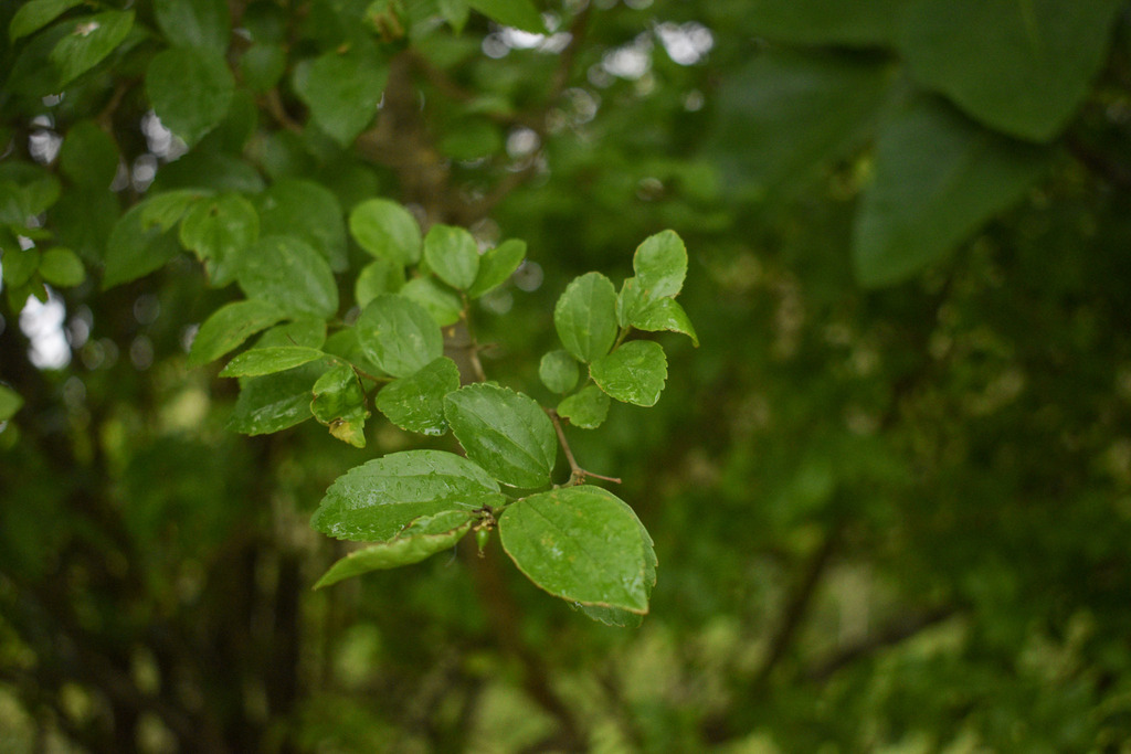 Celtis spinosa from Tranqueras, Departamento de Rivera, Uruguay on ...