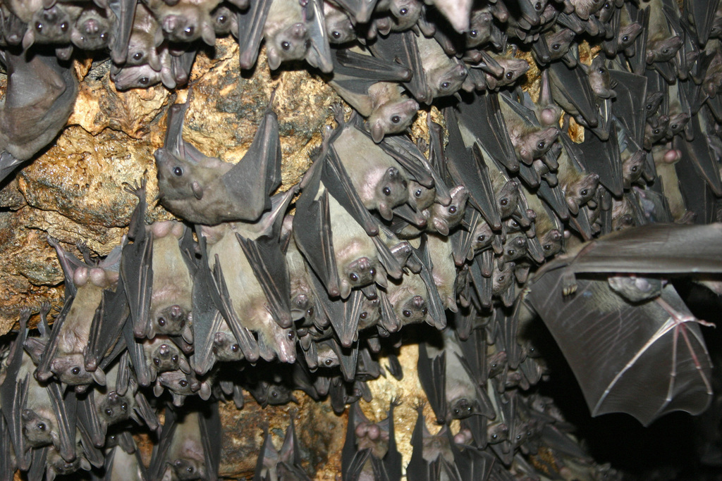 Egyptian Rousette (Rousettus aegyptiacus) - Know Your Mammals