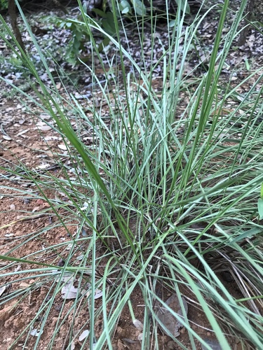 Axonopus marginatus · iNaturalist