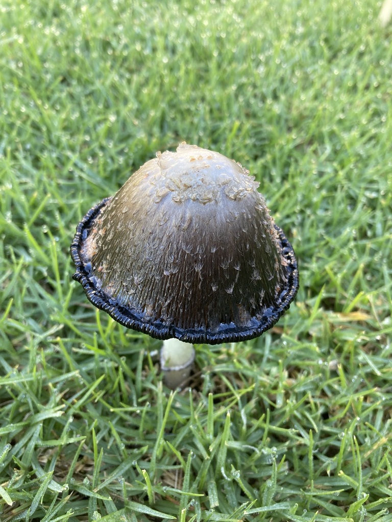 inky caps in February 2024 by Sarah Villar · iNaturalist